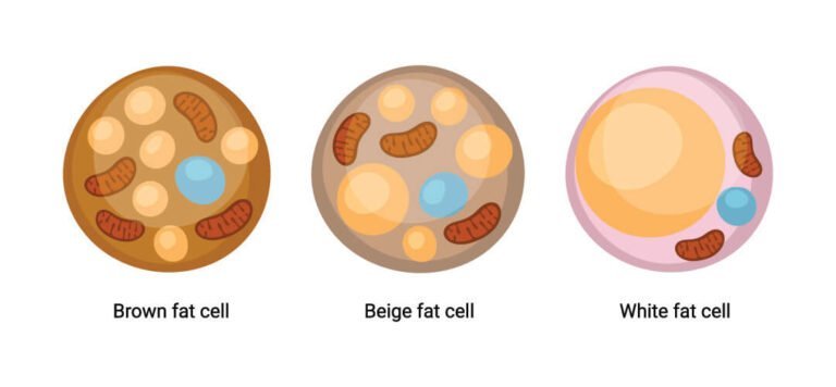 In-Depth Analysis: Types and Roles of Adipose Tissue - Raw Active